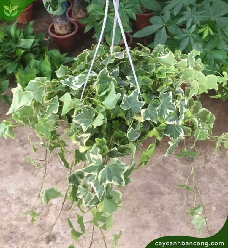 Cây thường xuân tác dụng ý nghĩa phong thủy cách trồng và chăm sóc